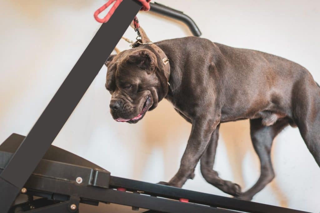 Top 3 Best Dog Treadmills for Large Dogs - treadmill.run